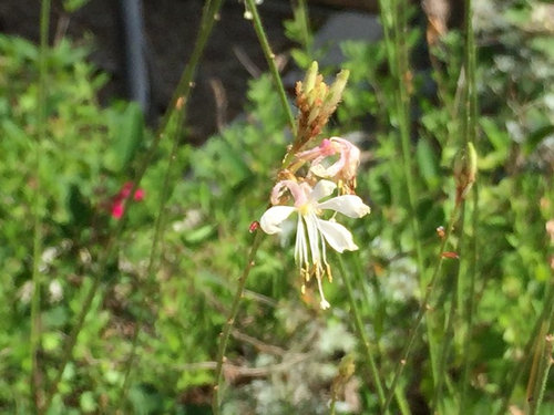 North Texas shrubs and flowers