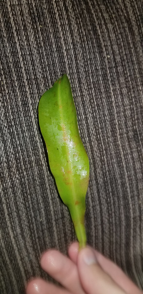Pitcher plant dying!