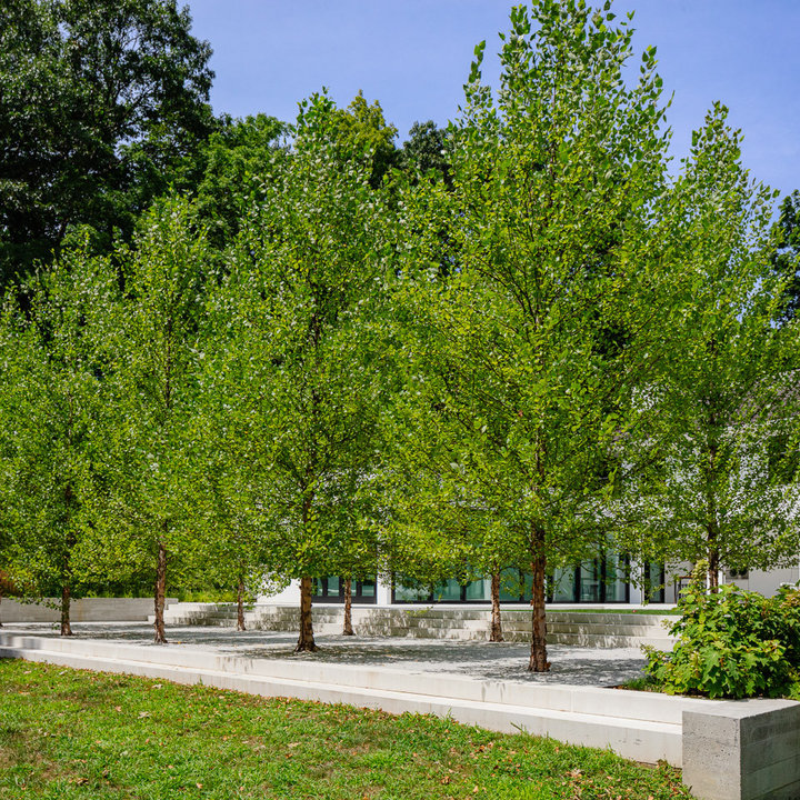 Tree Bosque - Photos & Ideas | Houzz