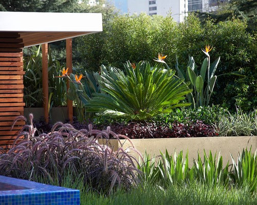 Best Bird Of Paradise Design Ideas & Remodel Pictures | Houzz