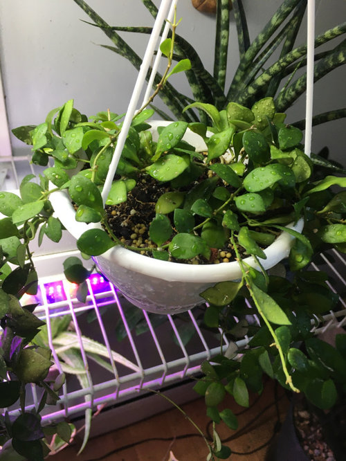 Please, let’s see your Hoya indoor set up and growing area