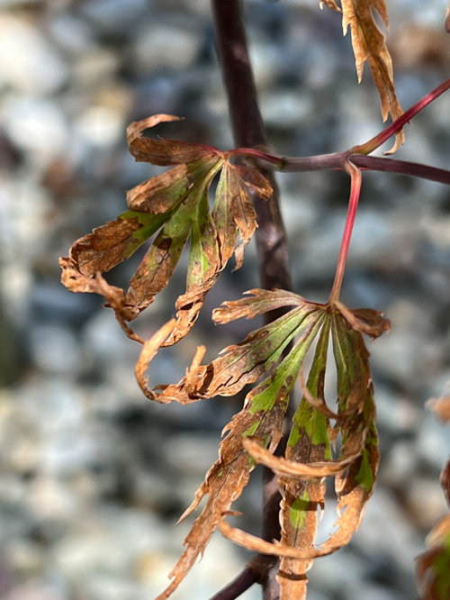 Japanese Maple, leaf scorch?