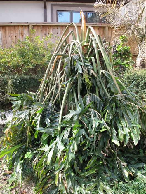 Help with frozen plan