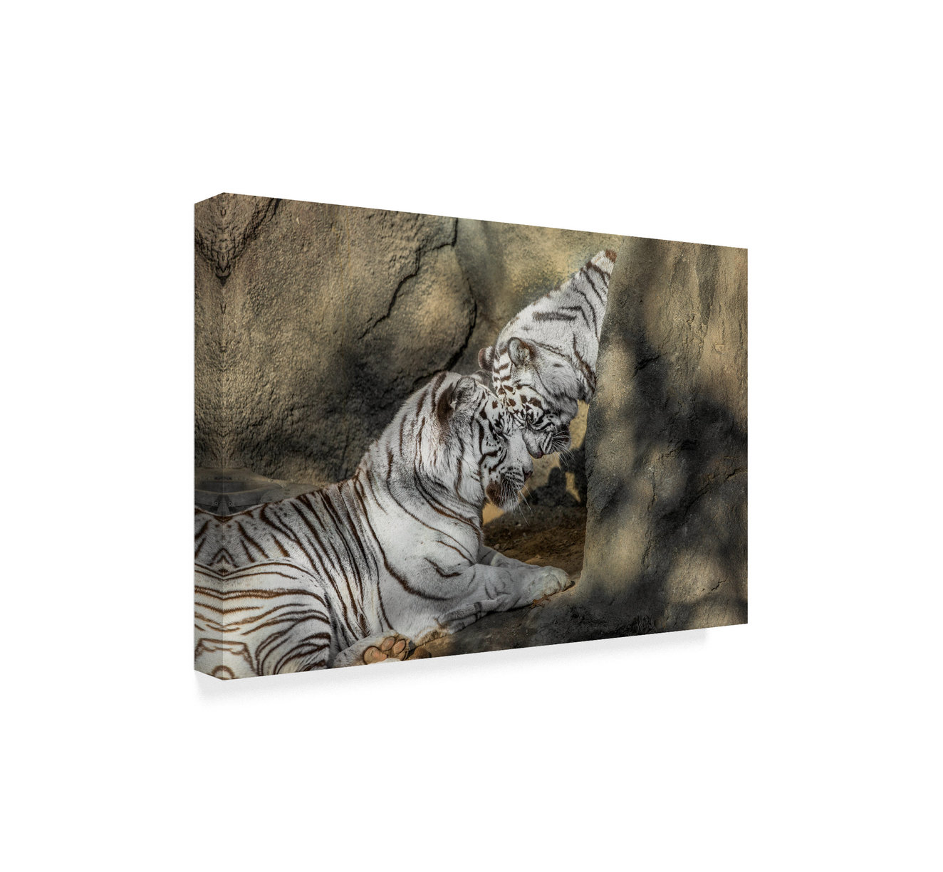 Galloimages Online 'White Tiger Headbutt' Canvas Art, 19"x12 ...