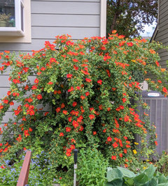 How and when to prune Austrian Copper rose | Houzz Forum