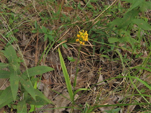 Platanthera cristata (Crested Fringed Orchid)