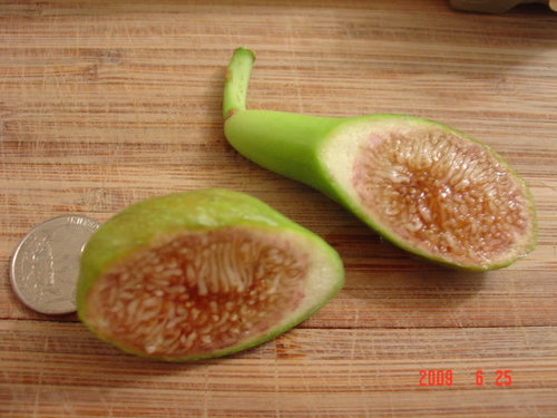 Kadota Breba Crop with Pics