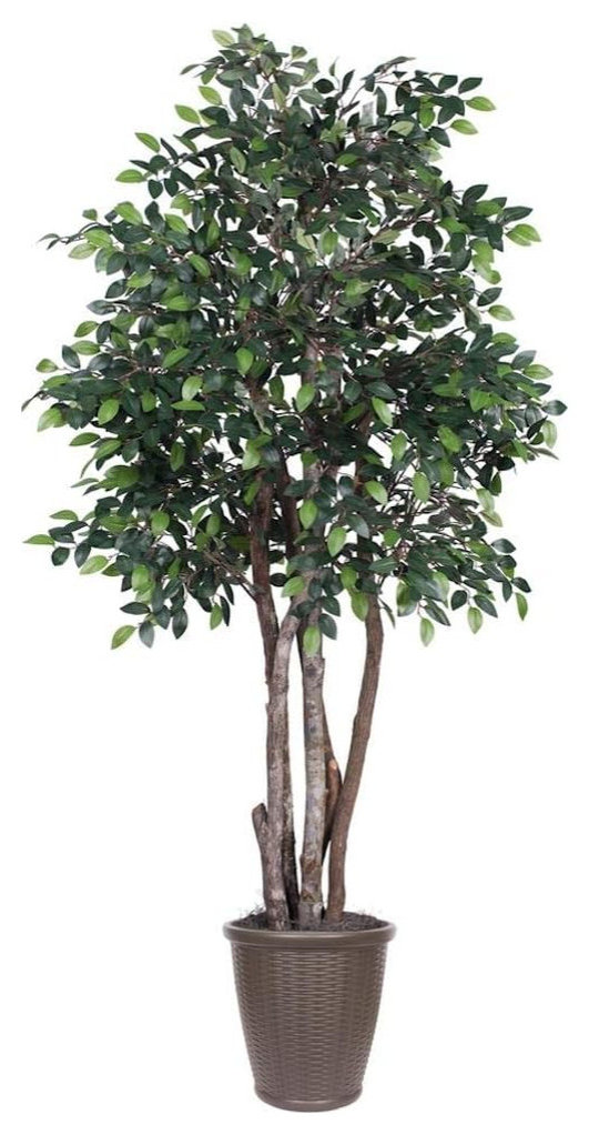Vickerman TEX4260-RB 6' Artificial Mini Ficus Tree Brown Round Plastic ...