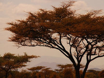 Roots of Style: The Segmental Vault Home