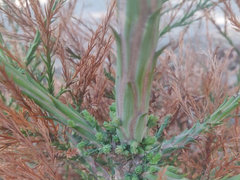 3 year old Sequoia Dying?