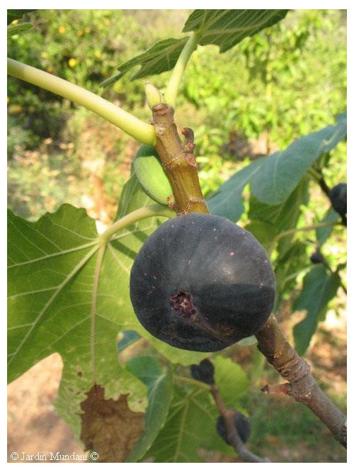 Mundani Botanical Garden