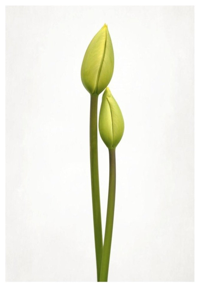 "Tulip Time" Digital Paper Print by Lotte Gronkjaer, 14"x20", 18"x26 ...