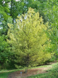 Gold Pine Comparison | Houzz Forum