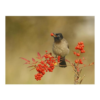 "Bulbul With Nandina" Digital Paper Print by Shlomo Waldmann, 18"x14 ...