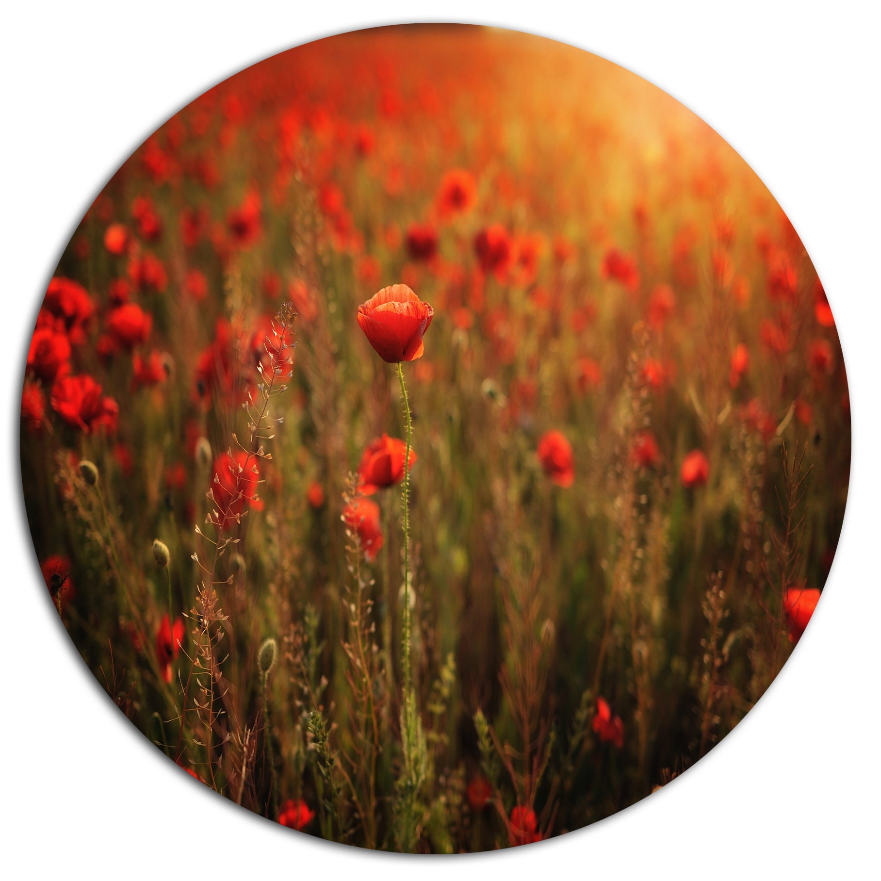 Dense Poppy Field At Sunset, Floral Disc Metal Wall Art, Disc of 23 ...
