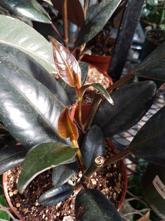 ficus elastica stunted new leaves | Houzz Forum