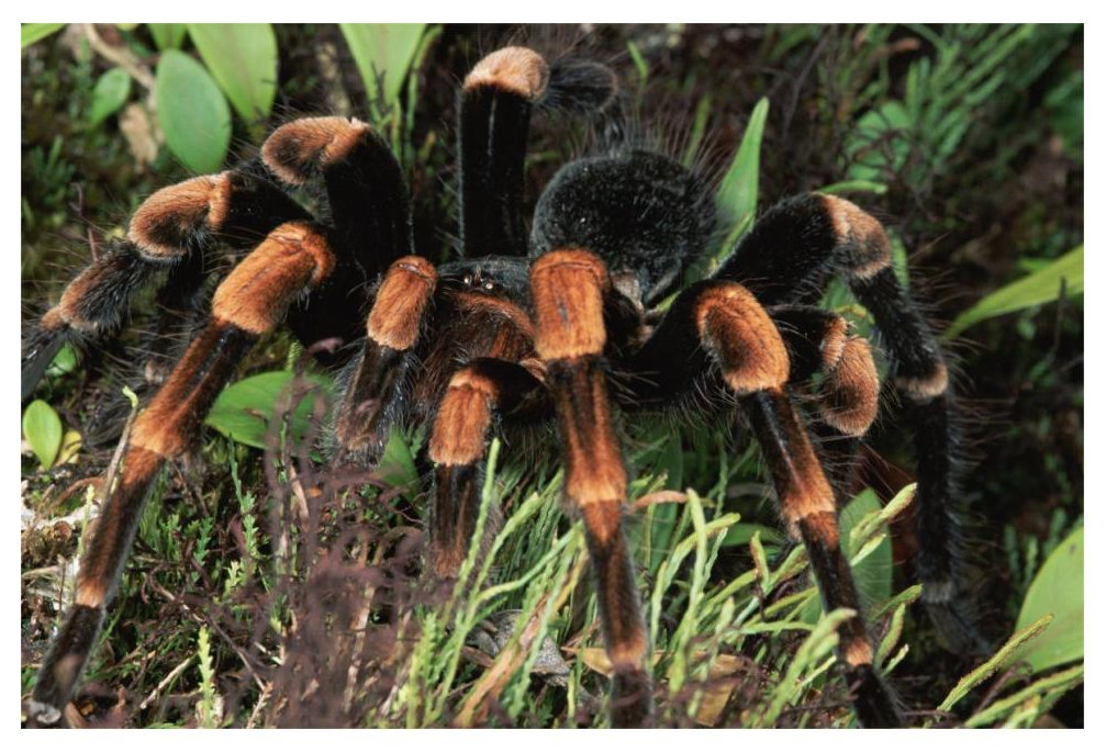 "Red-kneed Tarantula, cloud forest, Costa Rica" Paper Art, 20"x14", 62 ...