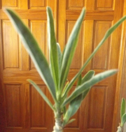 Adenium oleifolium | Houzz Forum