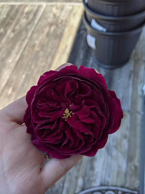 Rose identification - The Prince?