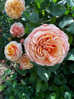 Jalbert roses at Chamblees | Houzz Forum