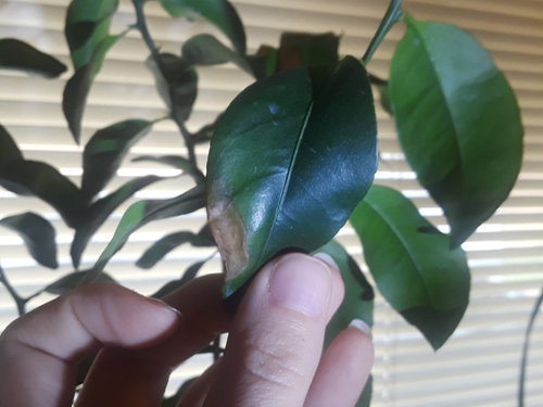 Sick Orange patio tree