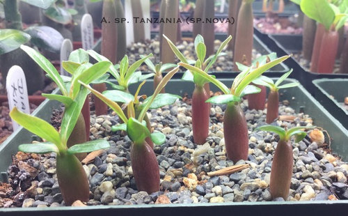 Adenium sp. Tanzania ssp. Nova
