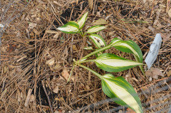 Hosta C 2023 .............................