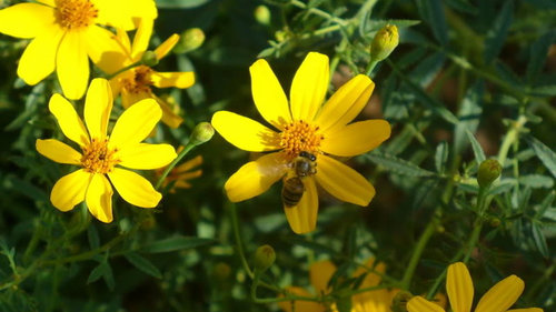 Copper Canyon Daisy?