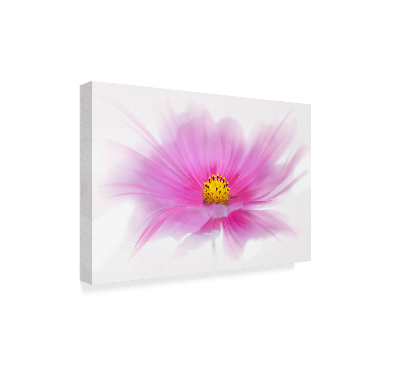 "Dancing Flower Deep Pink Cosmos" by Cora Niele, Canvas Art, 16"x24 ...