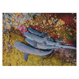 Sharp Colors 118 Area Rug, 5'0"x7'0" - Beach Style - Novelty Rugs - by ...