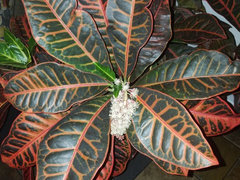 Croton Flower: What Now?