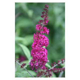 'Miss Ruby' Butterfly Bush (Buddleia) - Eclectic - Grand Rapids - by ...