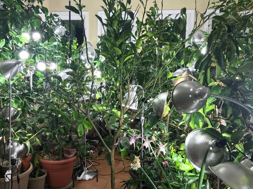 Impulse buy!!! Ponkan mandarin...I can't resist a cheap tree in need!