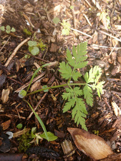 posion hemlock or stinky Bob/herb robert