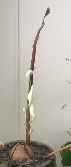 Mutant Avocado seedling.