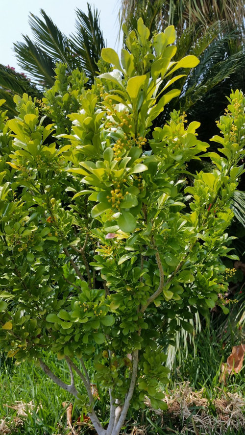 Aglaia Odorata bloomed from Mid November