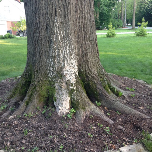 Armillaria Fungusroot Rot On Large Oak Tree