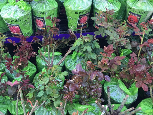 Walmart roses a lot better