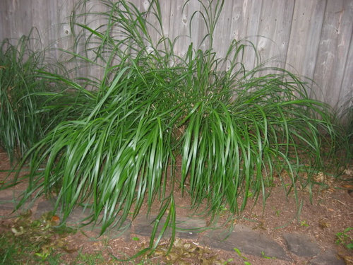Drooping ornamental grass (PICS)