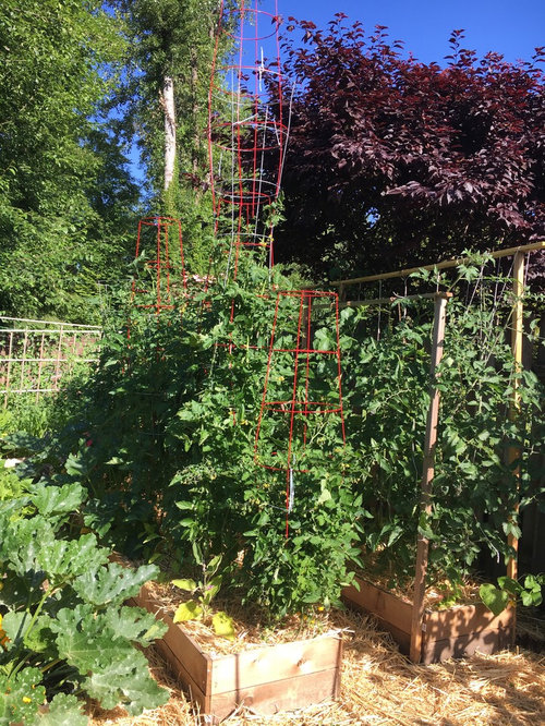 Tips for my tomato plot?