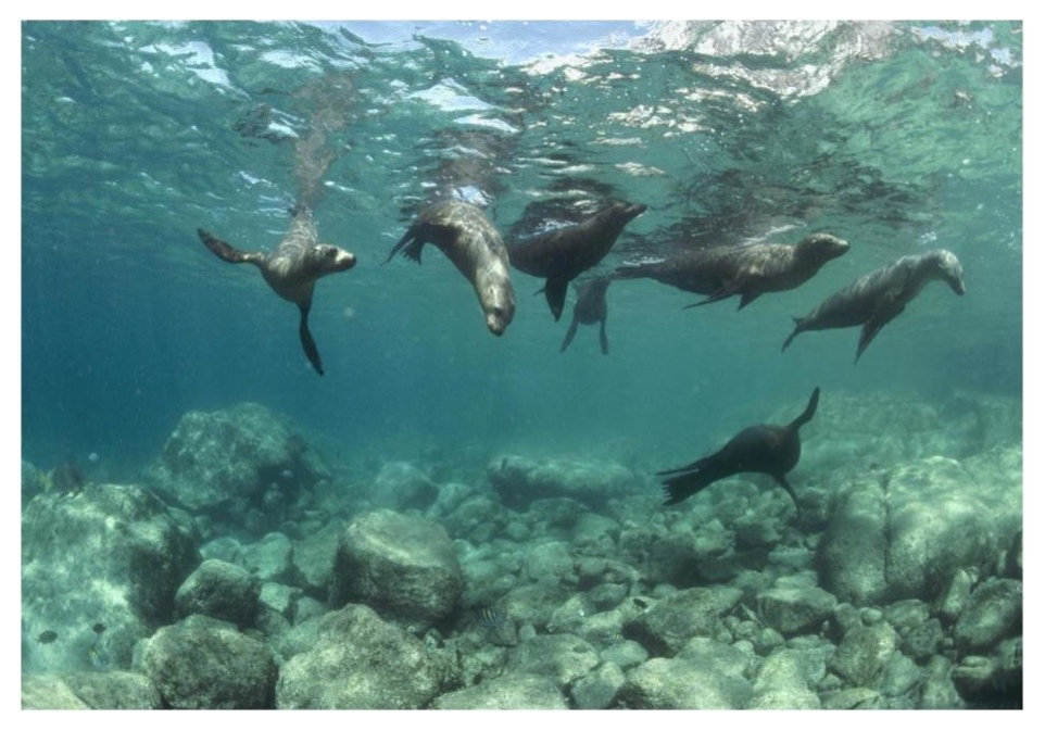 California Sea Lions Playing Underwater, Isla Espiritu Santo, Baja ...