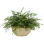 Springerii and Fern Mixture in a Oval Beige with Bronze Rim Ceramic ...