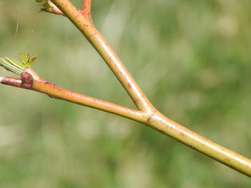 What are these red spots on my rose canes and are they bad?