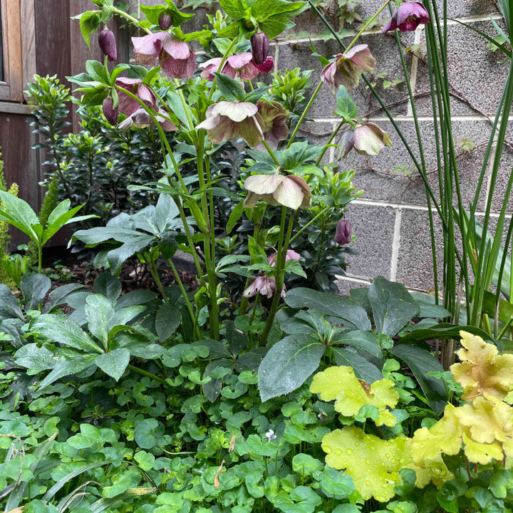 75 Shade Flower Bed Ideas You'll Love - September, 2025 | Houzz