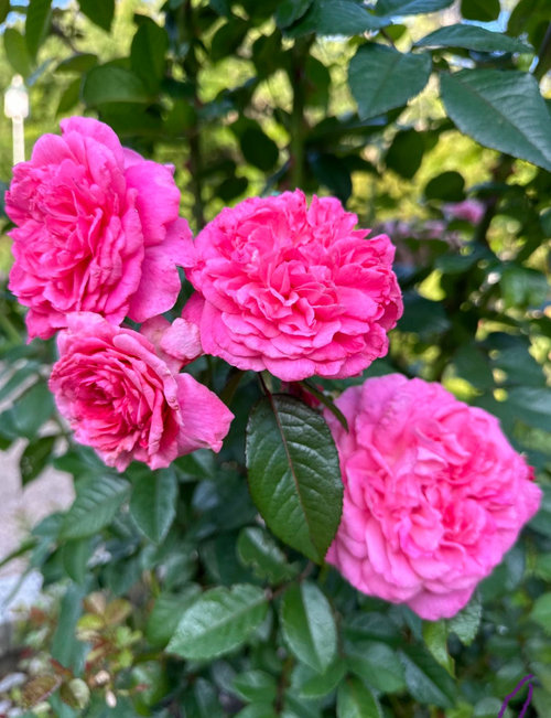 Deep pink Rose ID: Zaide? Flamenco Rosita maybe?