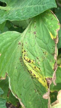 Why are my tomato leaves yellow/brown?
