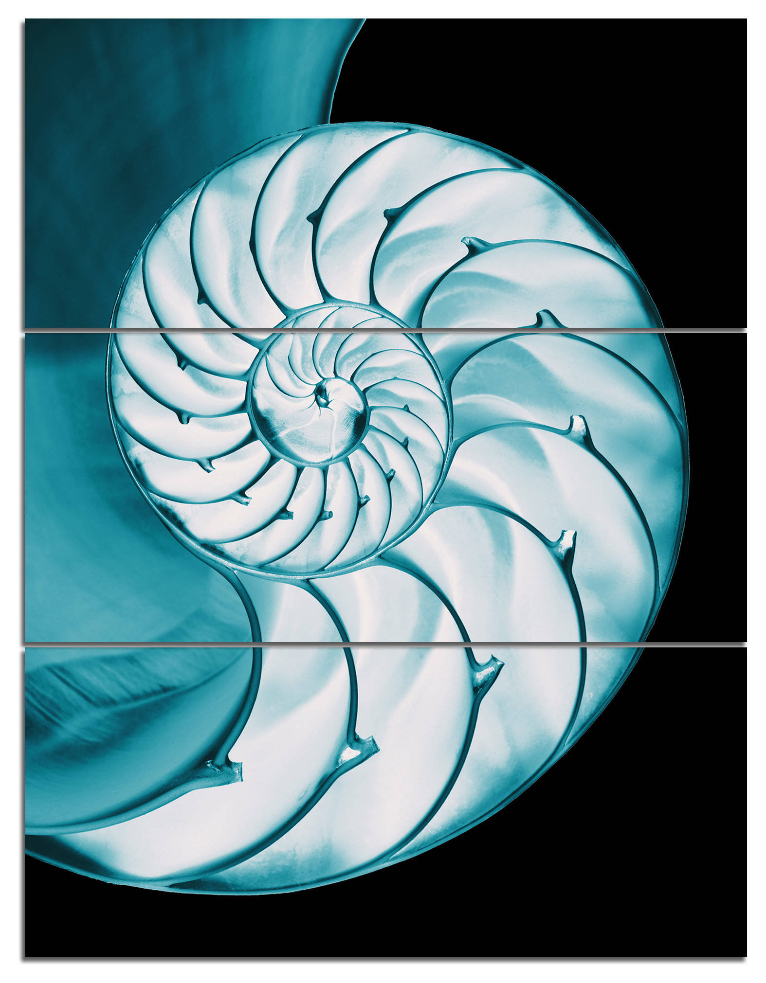 "Chambered Nautilus Shell" Art Canvas Print, 3 Panels, 28"x36", 28"x36 ...