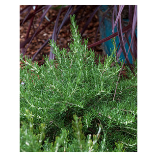 Chef’s Choice® Rosemary Rosemary officinalis Chef's Choice® PP18192 ...