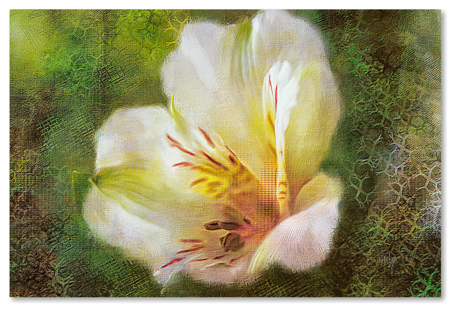 Lois Bryan 'Lily of the Incas' Canvas Art, 47"x30" - Contemporary ...