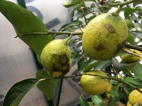 What are these blemishes on my Meyer lemons
